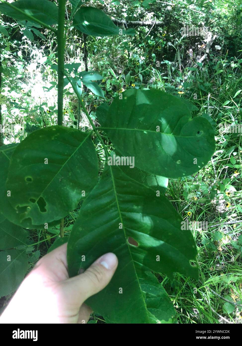 Wafer Ash (Ptelea trifoliata mollis Stock Photo - Alamy