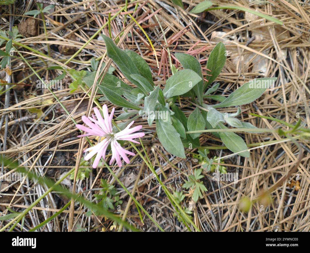 Silene hookeri hi-res stock photography and images - Alamy