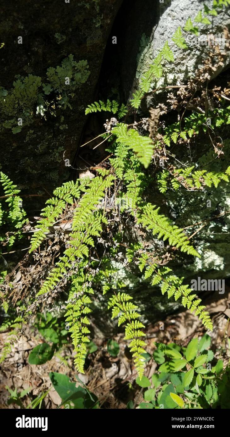Hairy Lip Fern (Myriopteris lanosa Stock Photo - Alamy