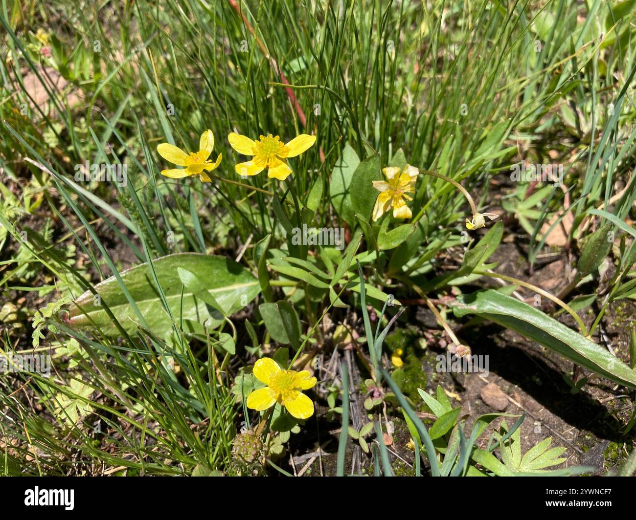 timberline buttercup (Ranunculus glaberrimus ellipticus Stock Photo - Alamy