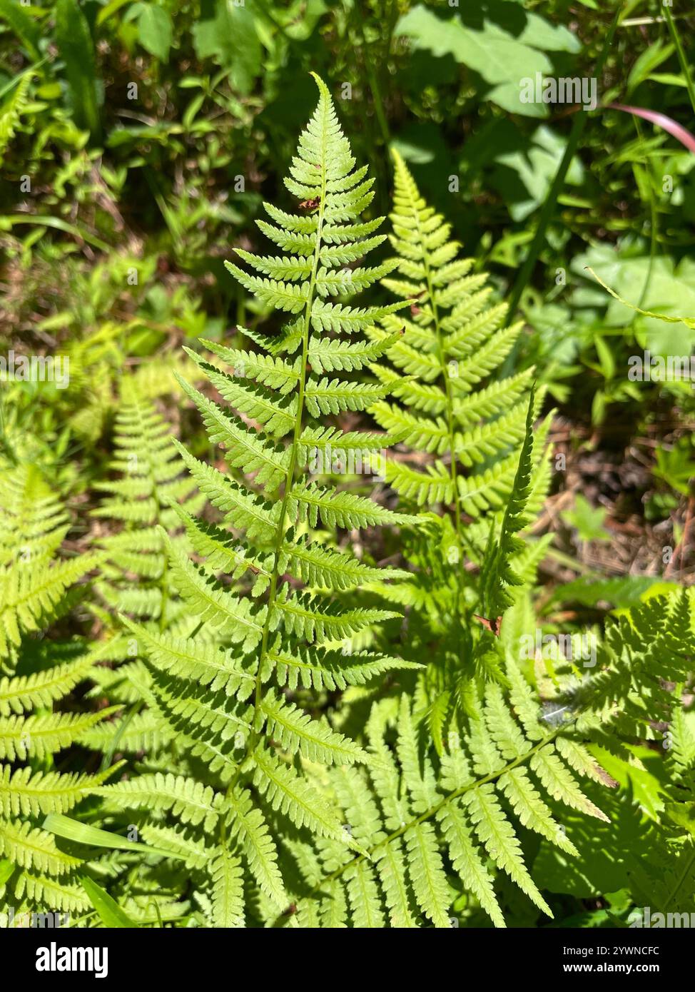 southern lady fern (Athyrium asplenioides Stock Photo - Alamy