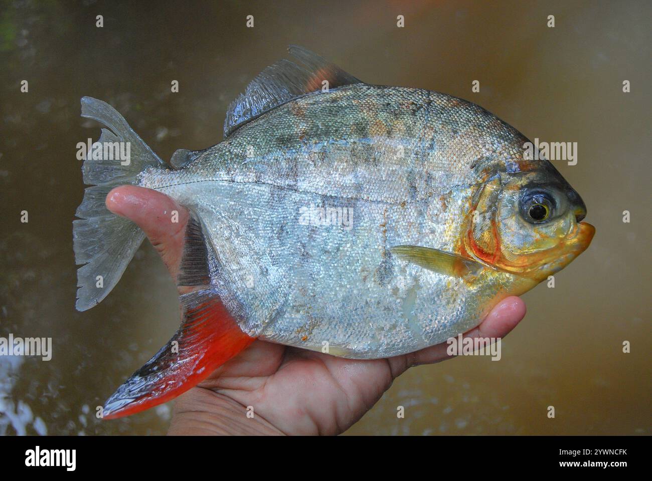 Myleus hi-res stock photography and images - Alamy