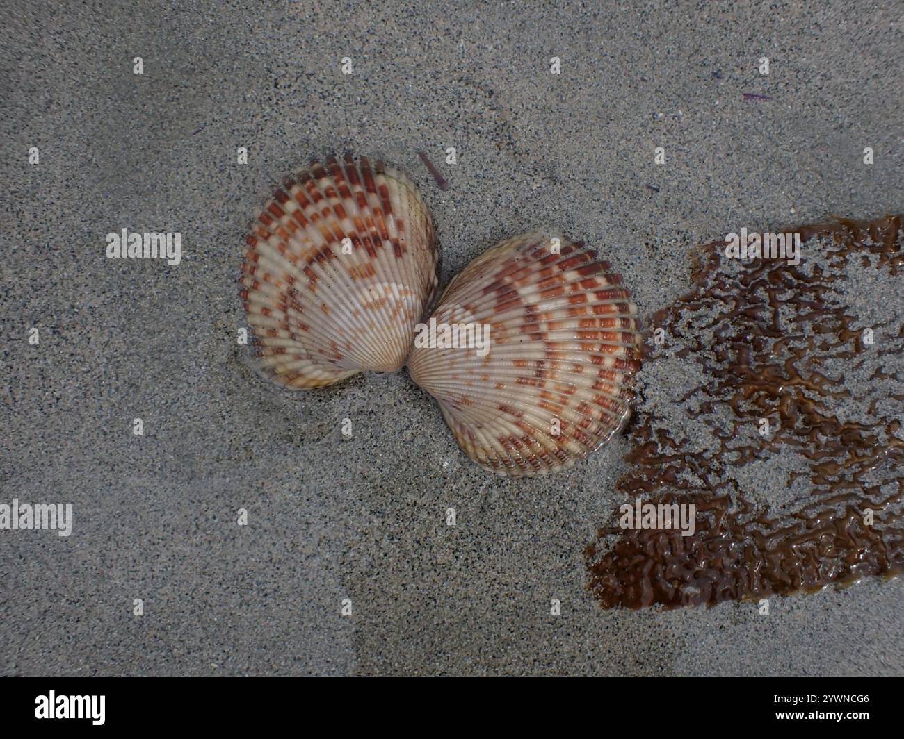 Clinocardium hi-res stock photography and images - Alamy