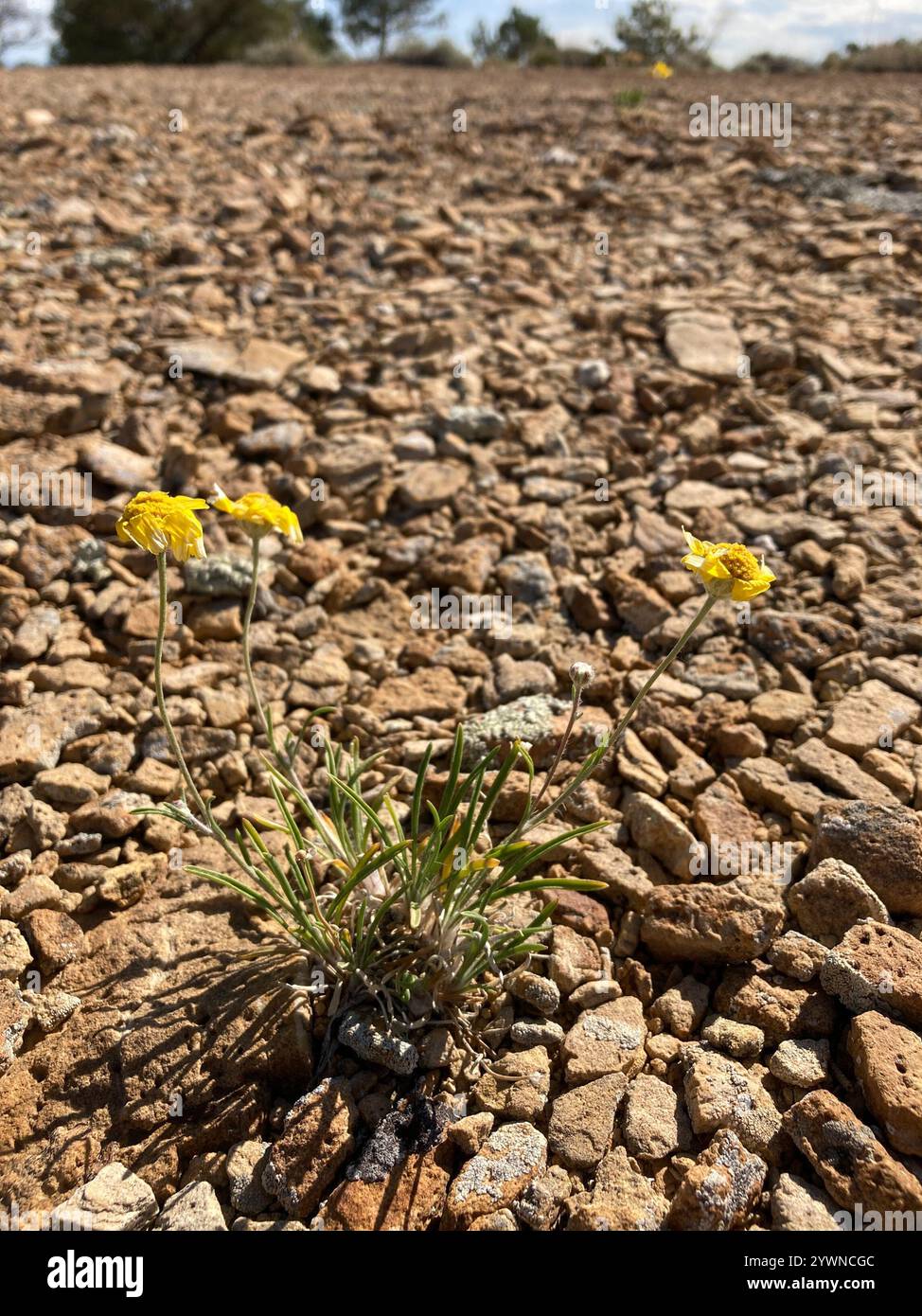 Stemmy Four-nerved Daisy (Tetraneuris scaposa Stock Photo - Alamy