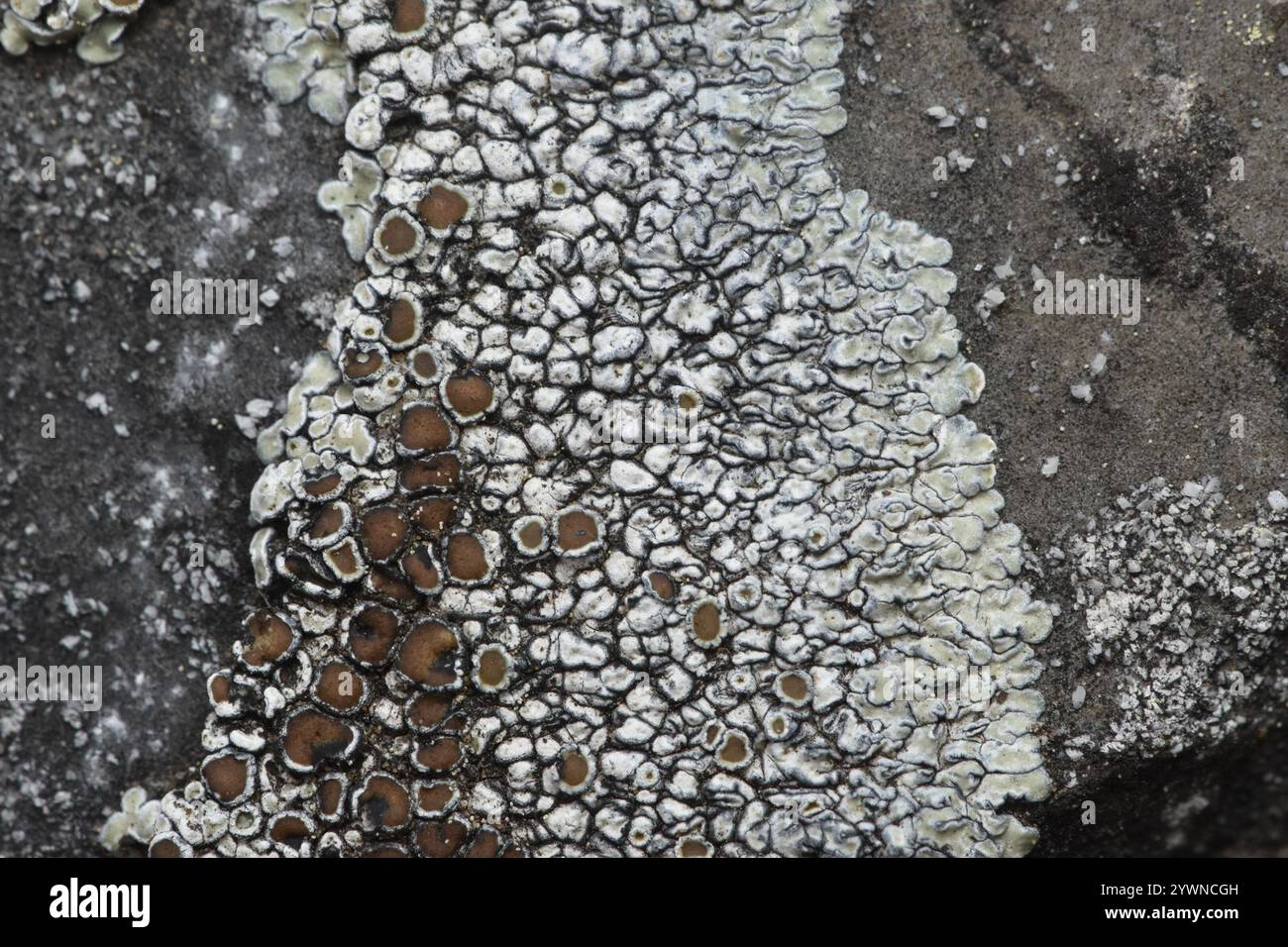 common lichens (Lecanoromycetes Stock Photo - Alamy