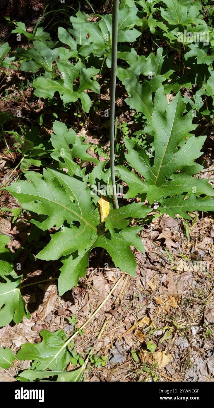 Kidney-leaf Rosinweed (Silphium compositum Stock Photo - Alamy