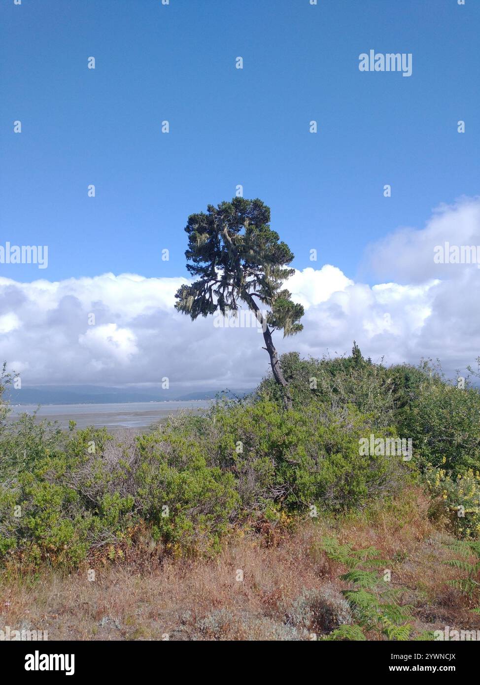 Shore Pine (Pinus contorta contorta Stock Photo - Alamy
