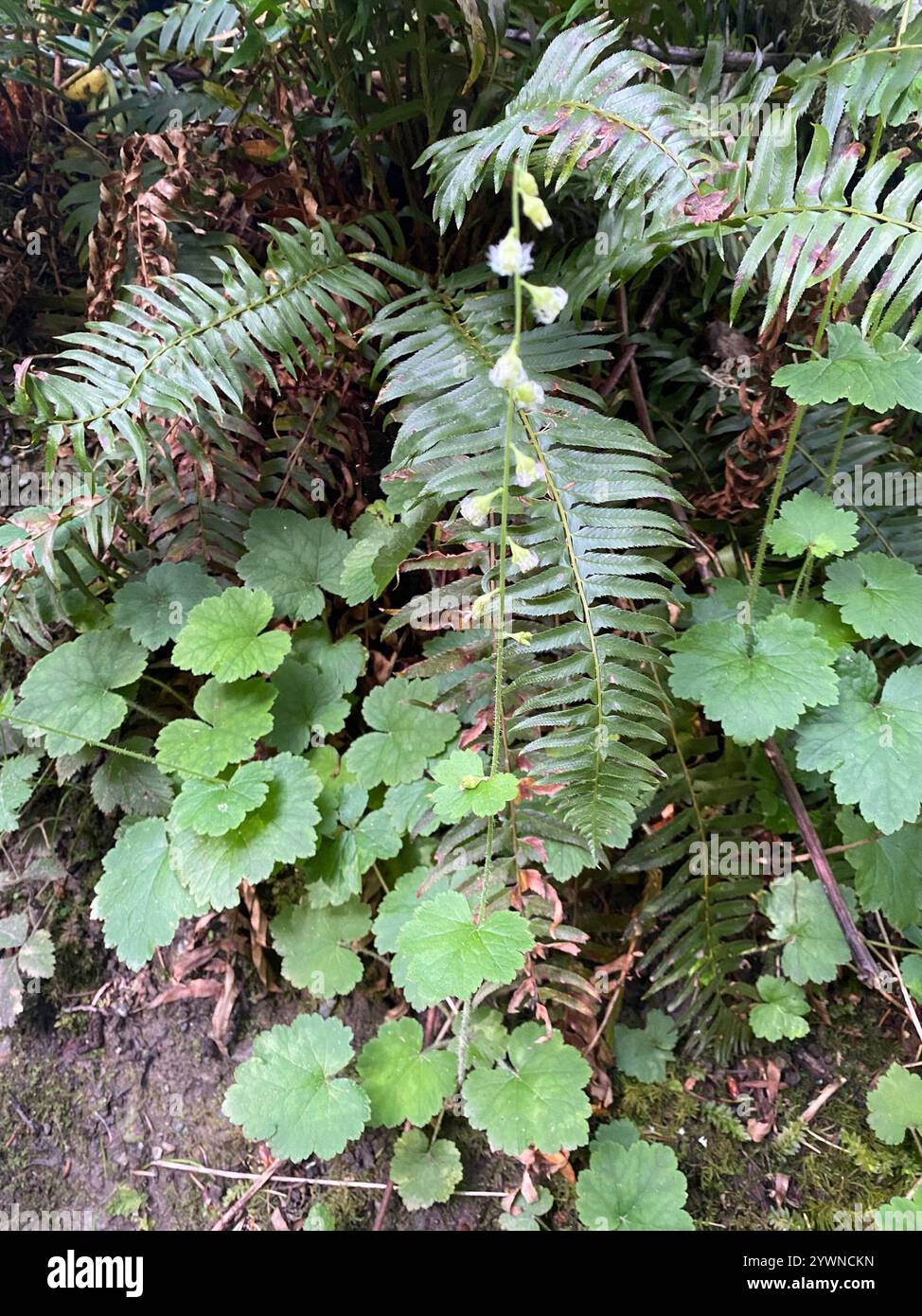 fringe cups (Tellima grandiflora Stock Photo - Alamy