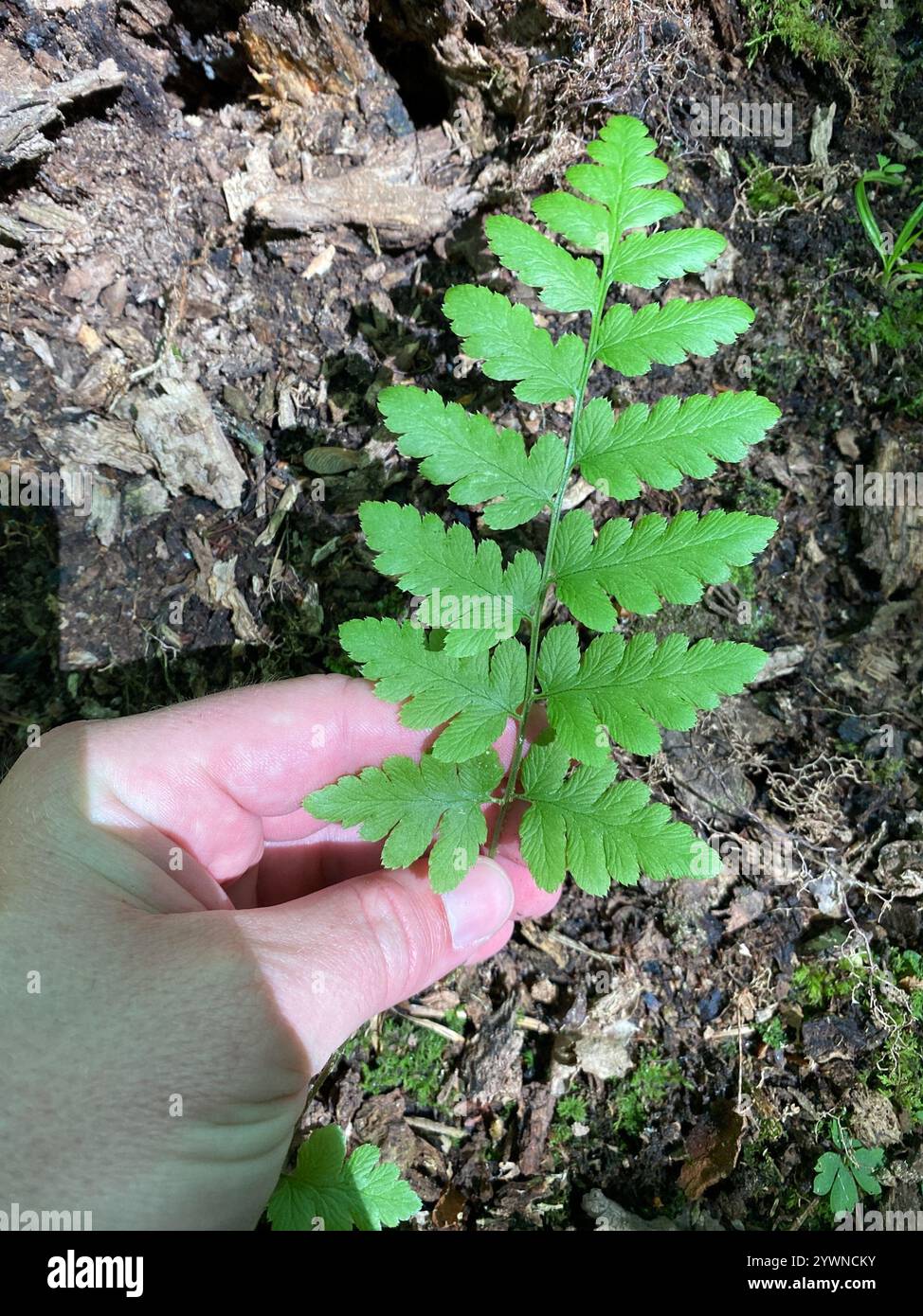 crested wood fern (Dryopteris cristata Stock Photo - Alamy