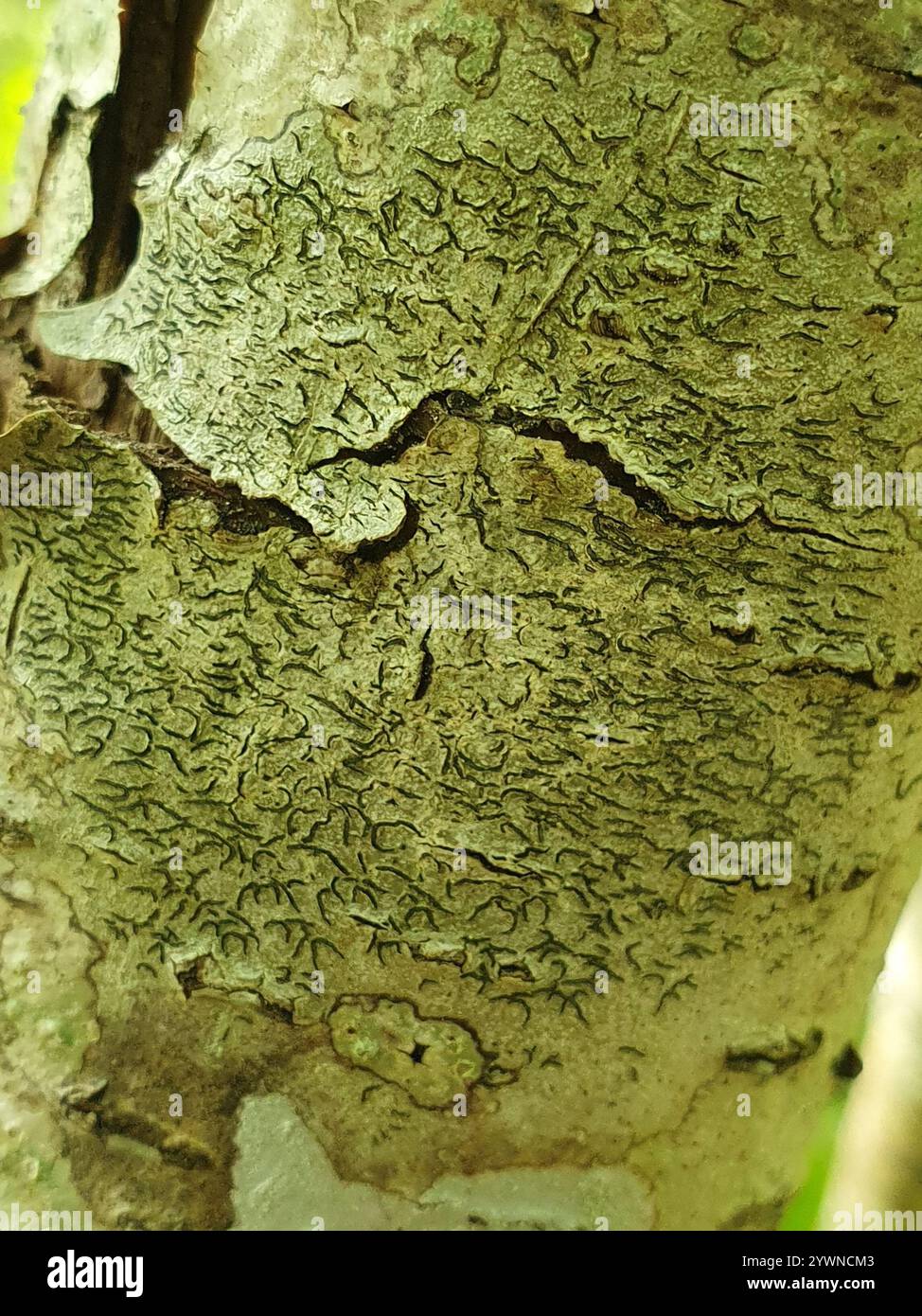 Common Script Lichen (Graphis scripta Stock Photo - Alamy