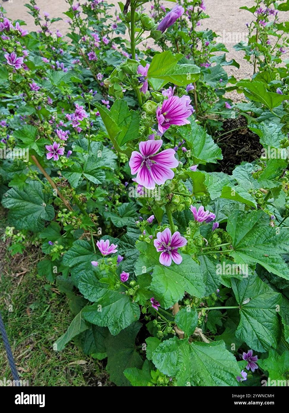 Common Mallow (Malva sylvestris Stock Photo - Alamy