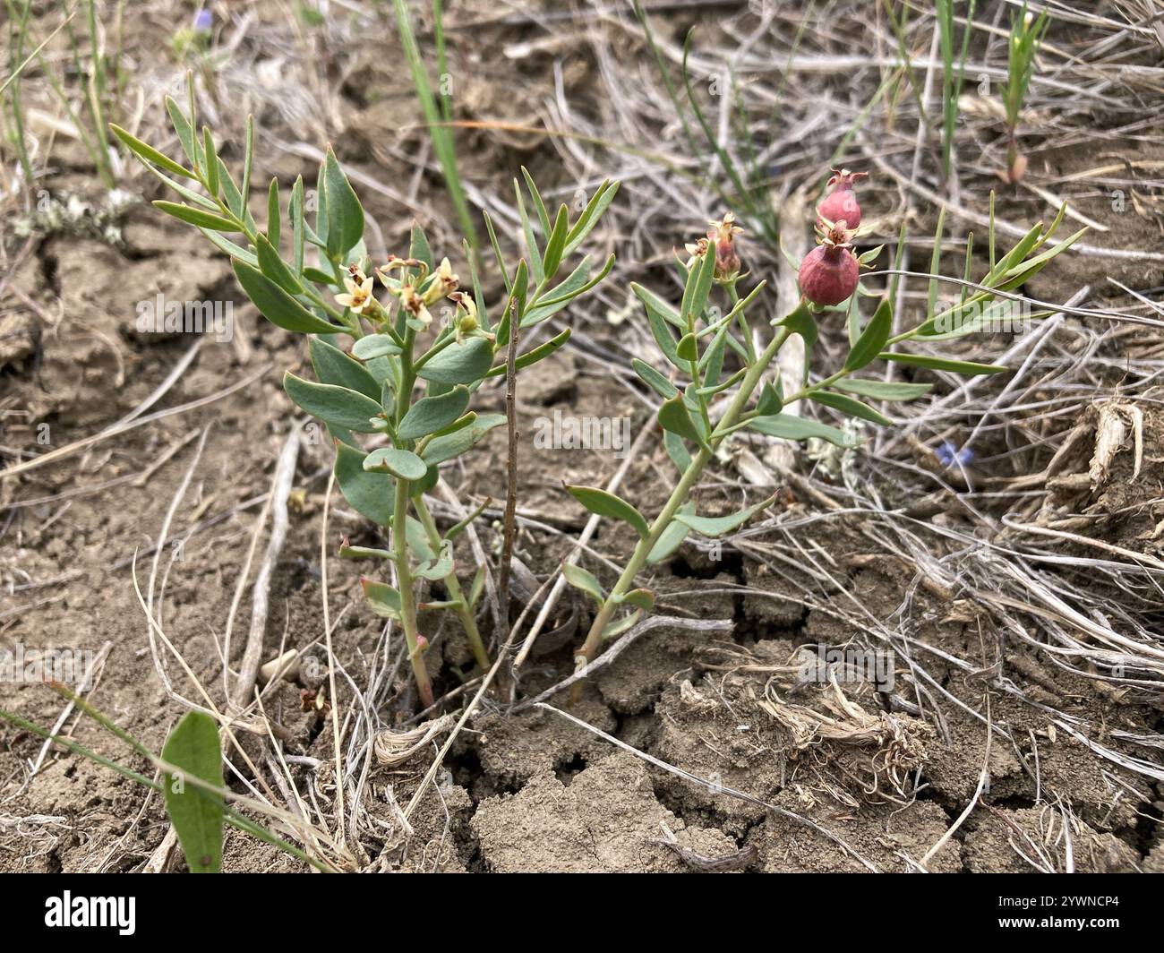 bastard toadflax (Comandra umbellata Stock Photo - Alamy