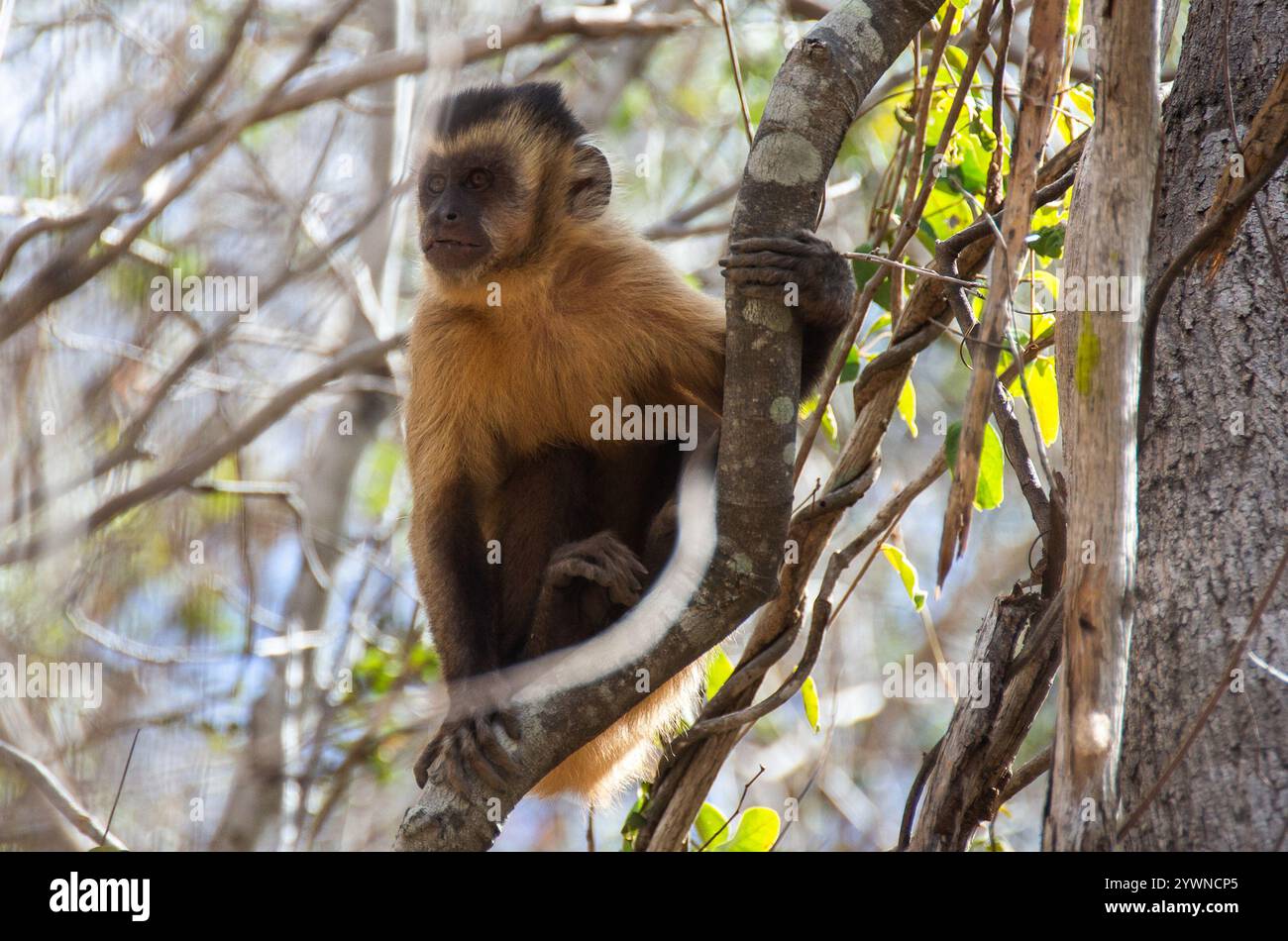 Striped capuchin hi-res stock photography and images - Alamy