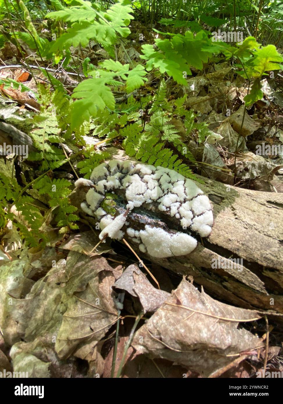 slime molds (Mycetozoa Stock Photo - Alamy