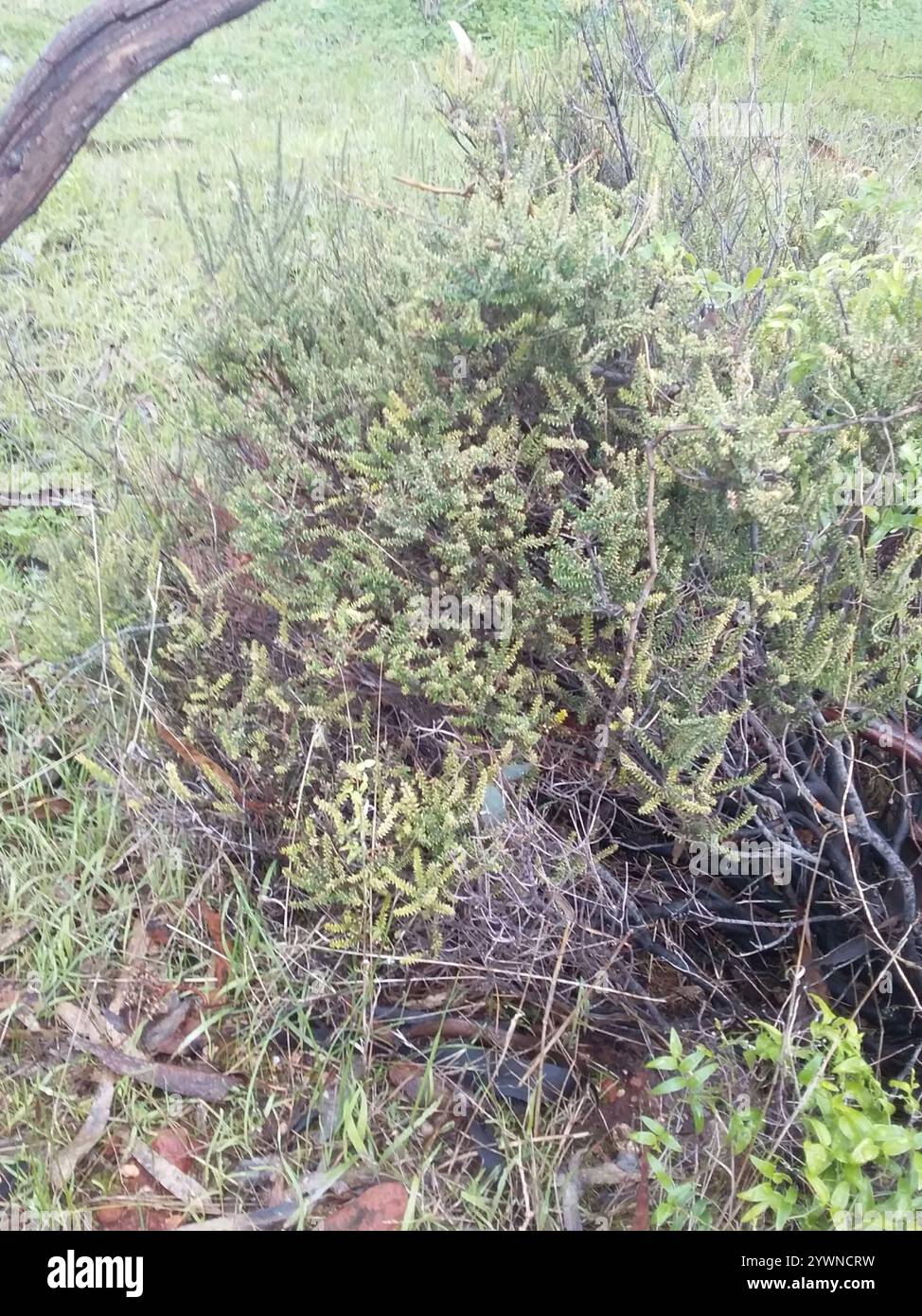 Australian native currant (Acrotriche depressa Stock Photo - Alamy