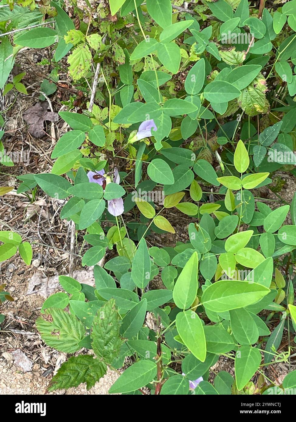 Pigeonwings (Clitoria mariana Stock Photo - Alamy