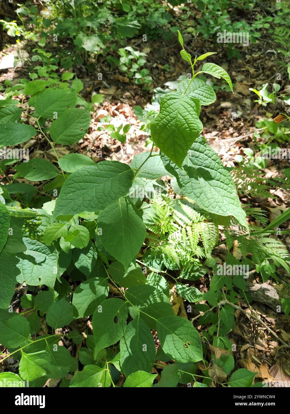 mountain silverbell (Halesia tetraptera Stock Photo - Alamy