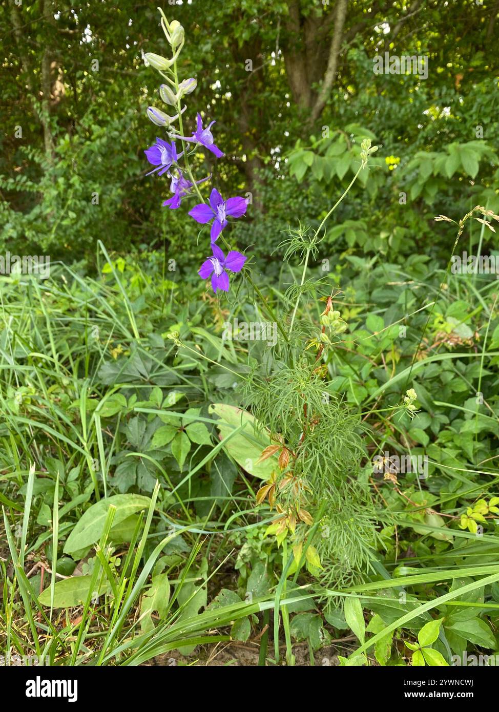 doubtful knight's-spur (Delphinium ajacis Stock Photo - Alamy