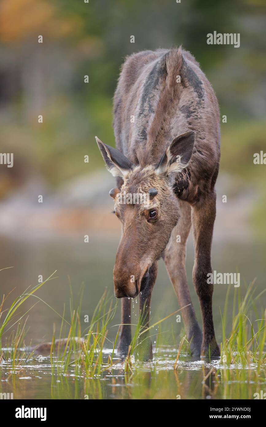 Bull pond hi-res stock photography and images - Alamy
