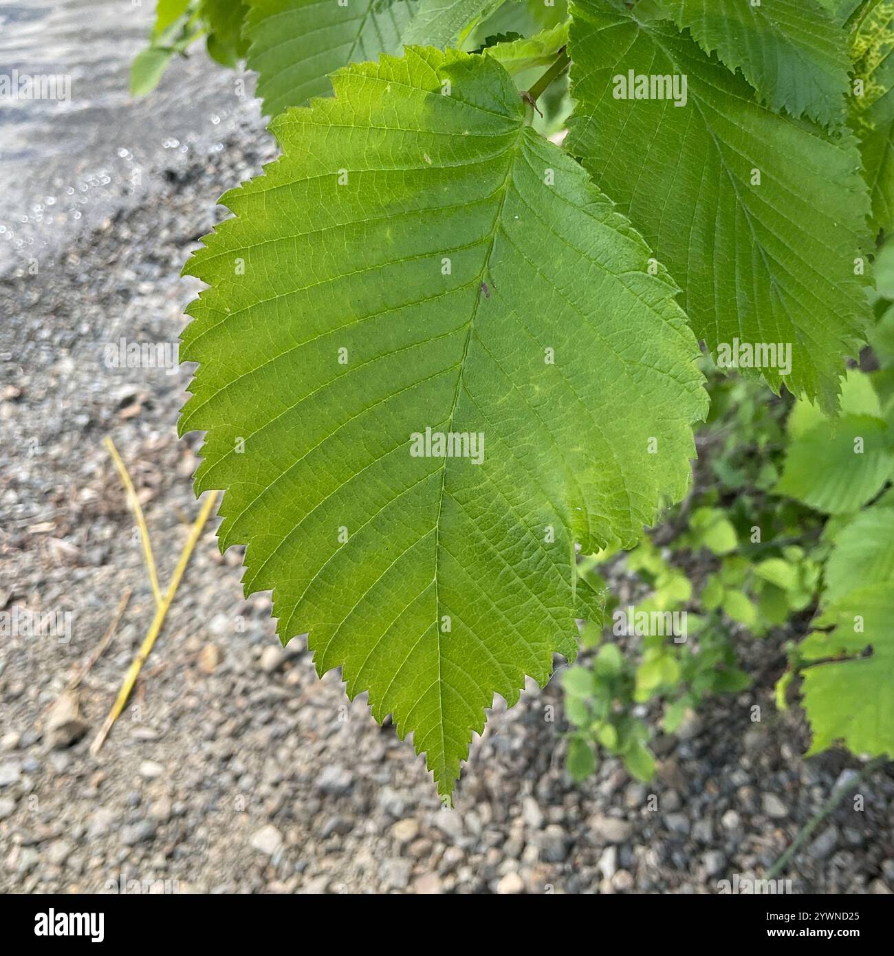 American elm (Ulmus americana Stock Photo - Alamy