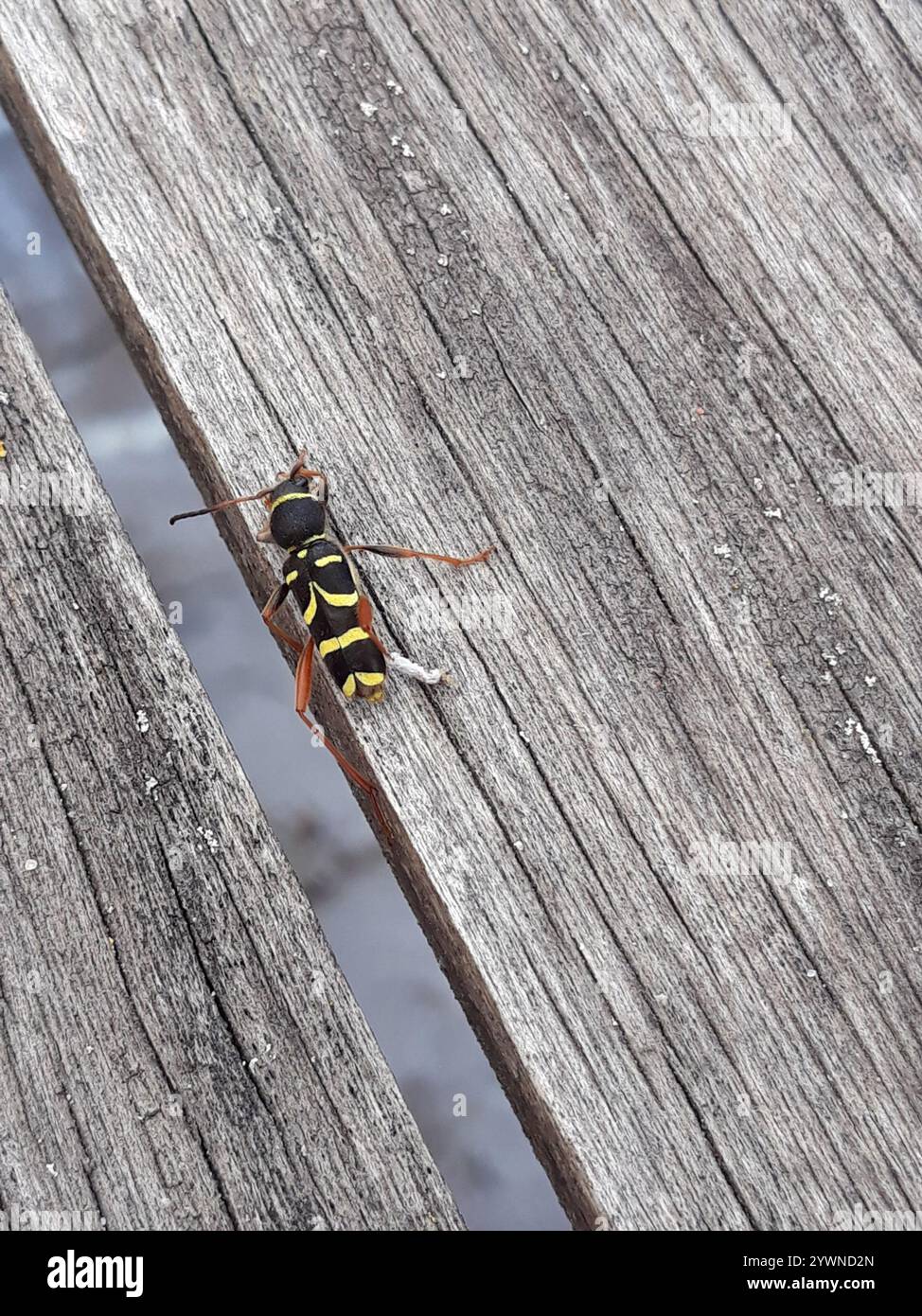 Wasp Beetle (Clytus arietis Stock Photo - Alamy