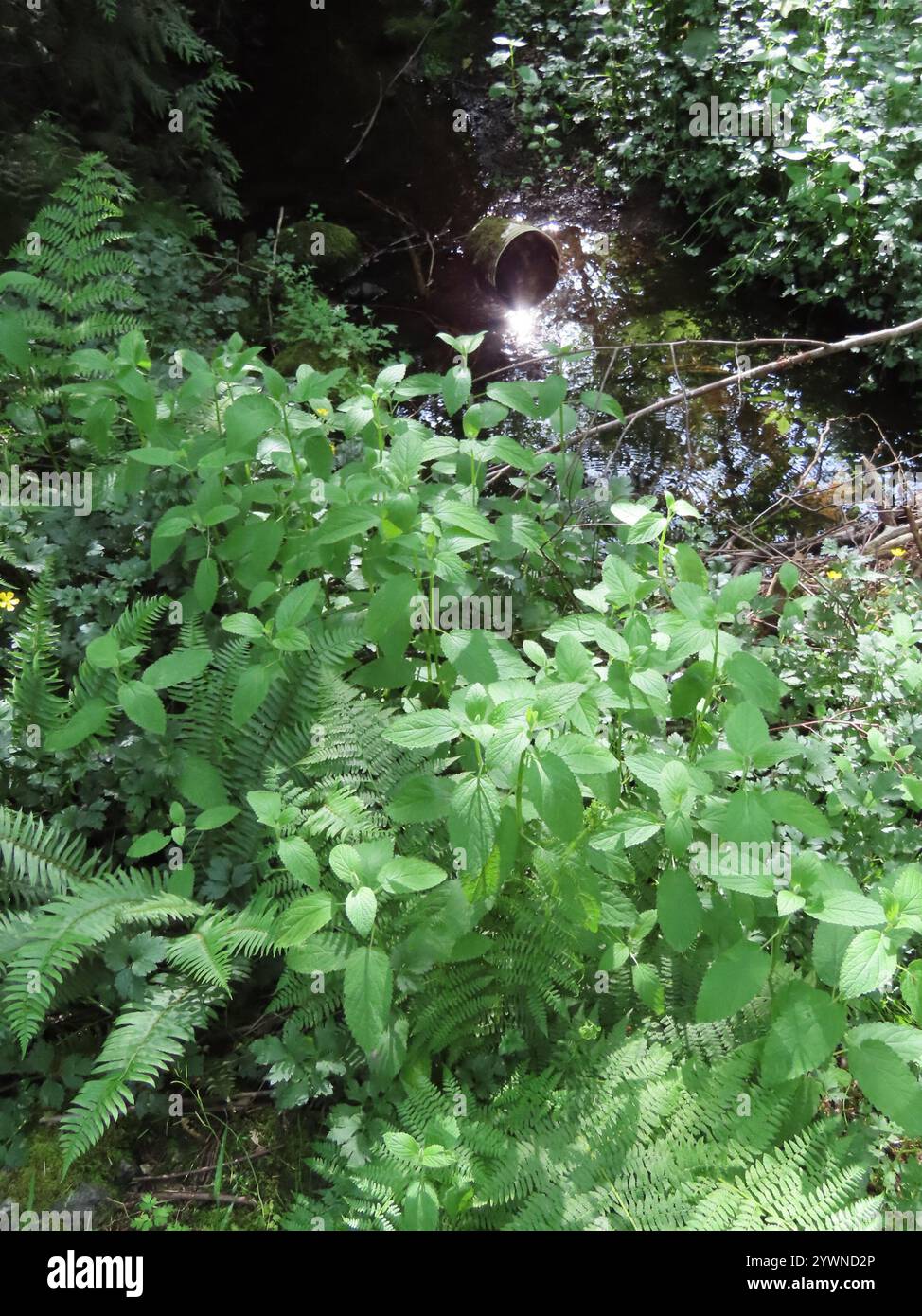 Coastal Hedge-nettle (Stachys chamissonis Stock Photo - Alamy