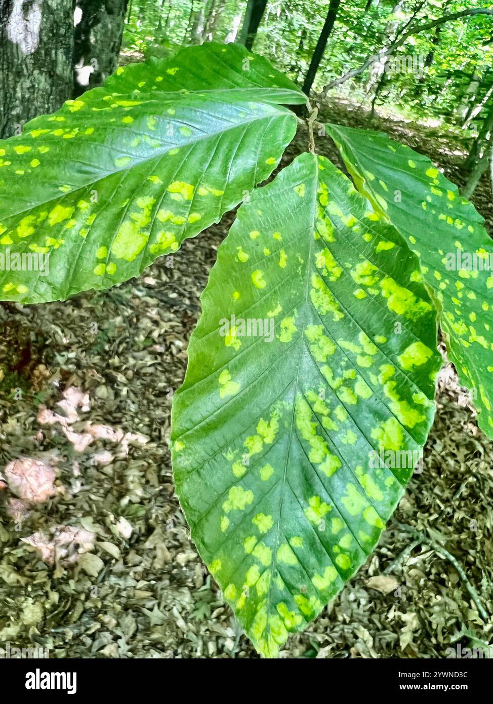 Acalitus hi-res stock photography and images - Alamy