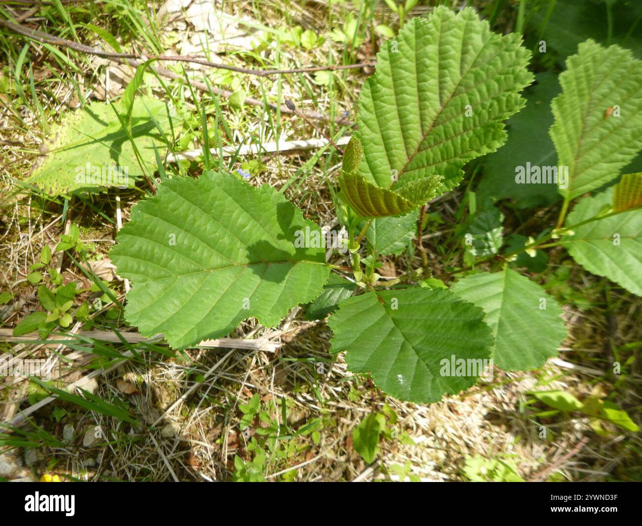 common alder (Alnus glutinosa Stock Photo - Alamy