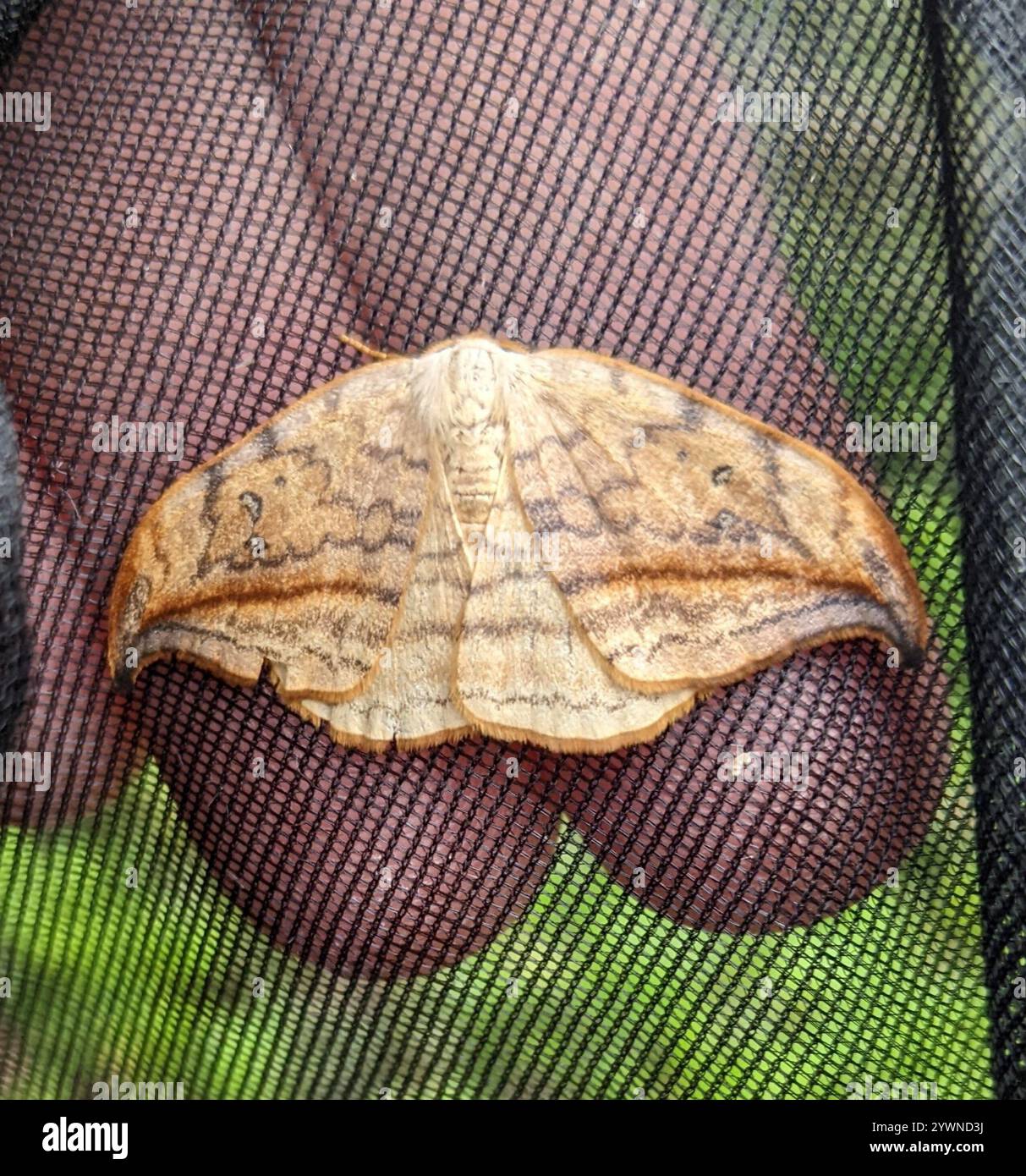 Arched Hooktip Moth (Drepana arcuata Stock Photo - Alamy