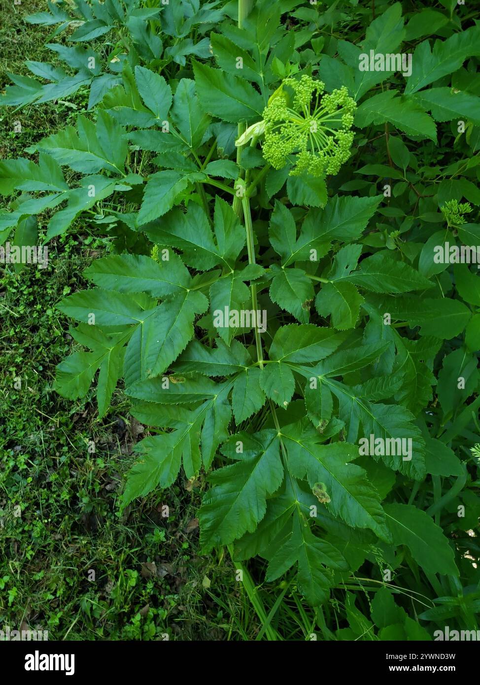 purple-stemmed angelica (Angelica atropurpurea Stock Photo - Alamy