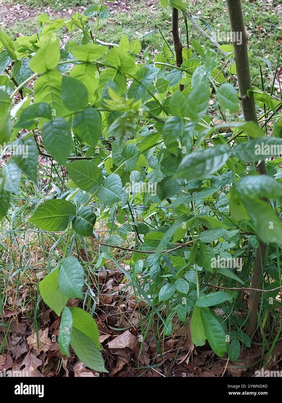 European ash (Fraxinus excelsior Stock Photo - Alamy