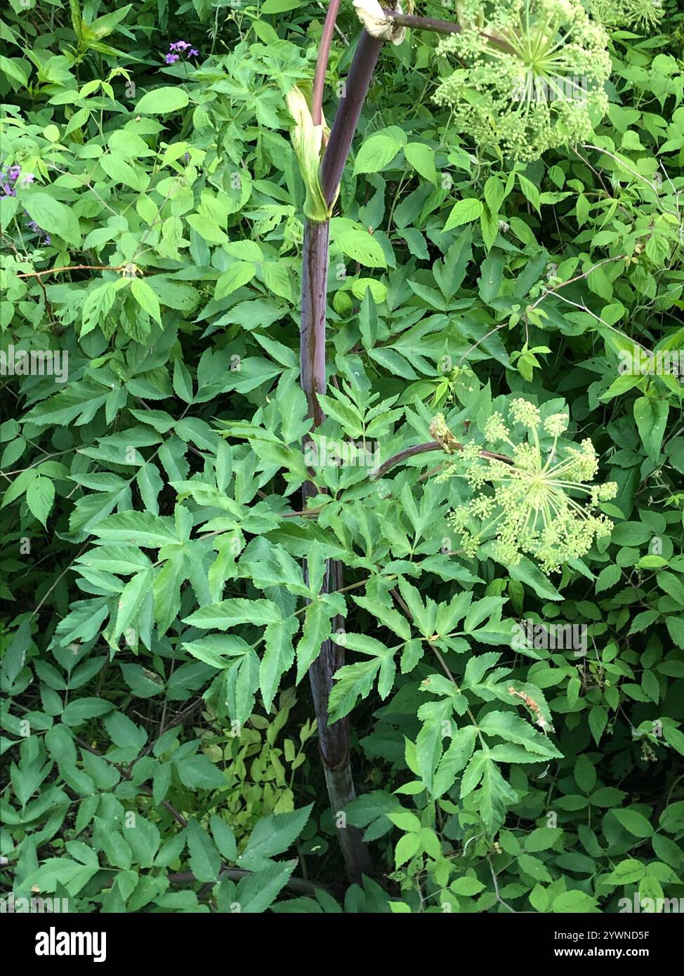 purple-stemmed angelica (Angelica atropurpurea Stock Photo - Alamy