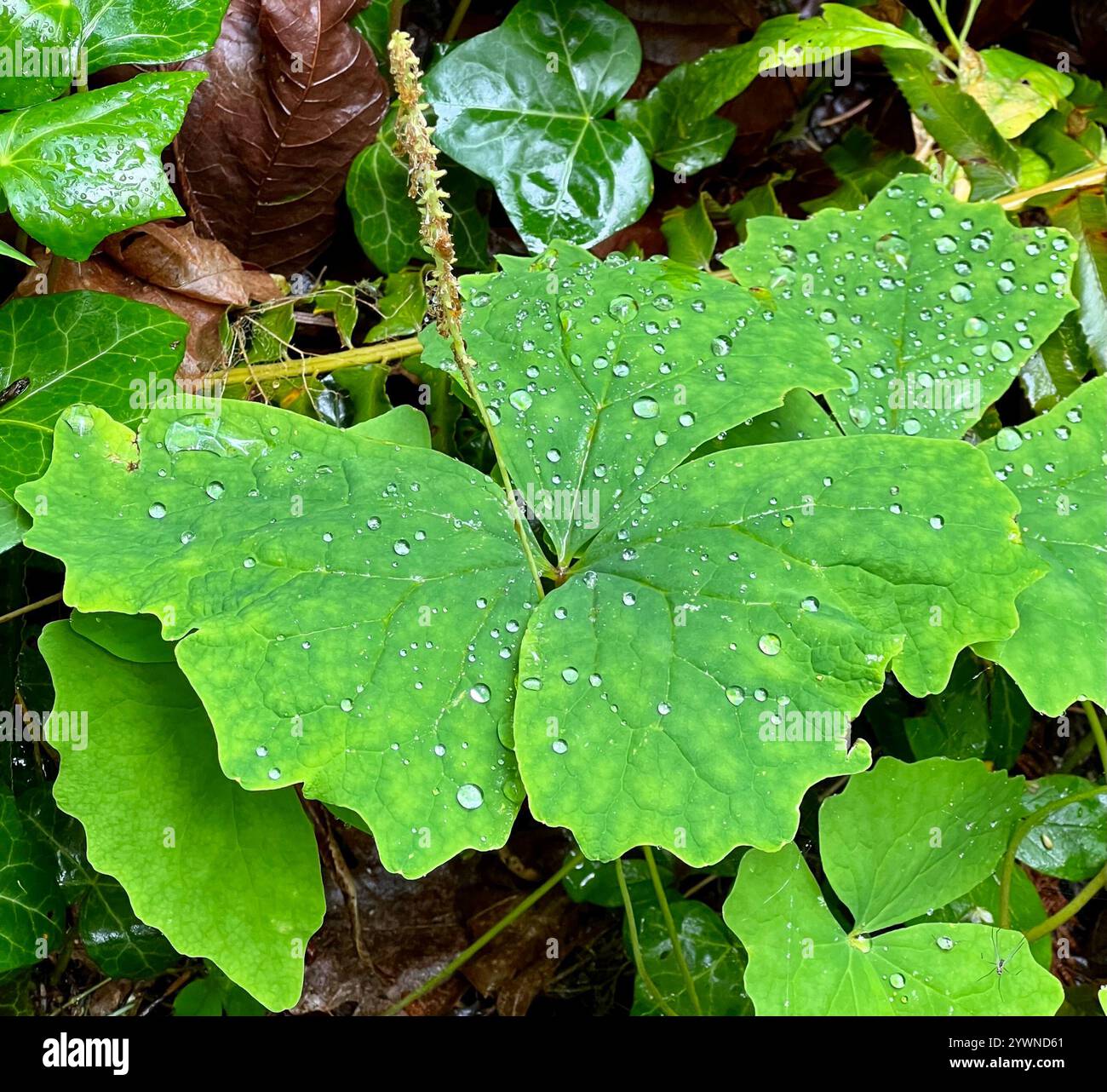 vanilla leaf (Achlys triphylla Stock Photo - Alamy