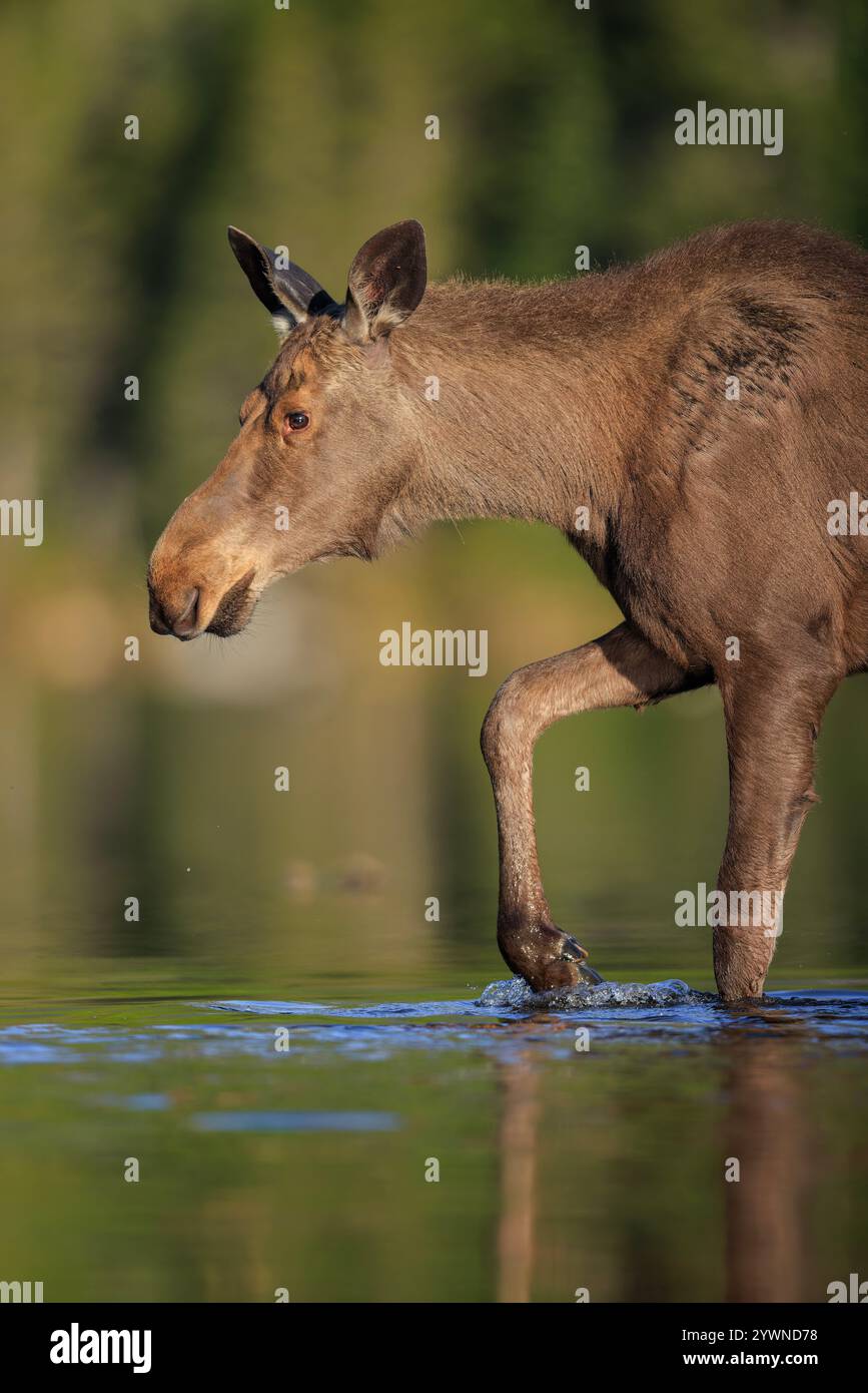 Bull and calf moose hi-res stock photography and images - Alamy