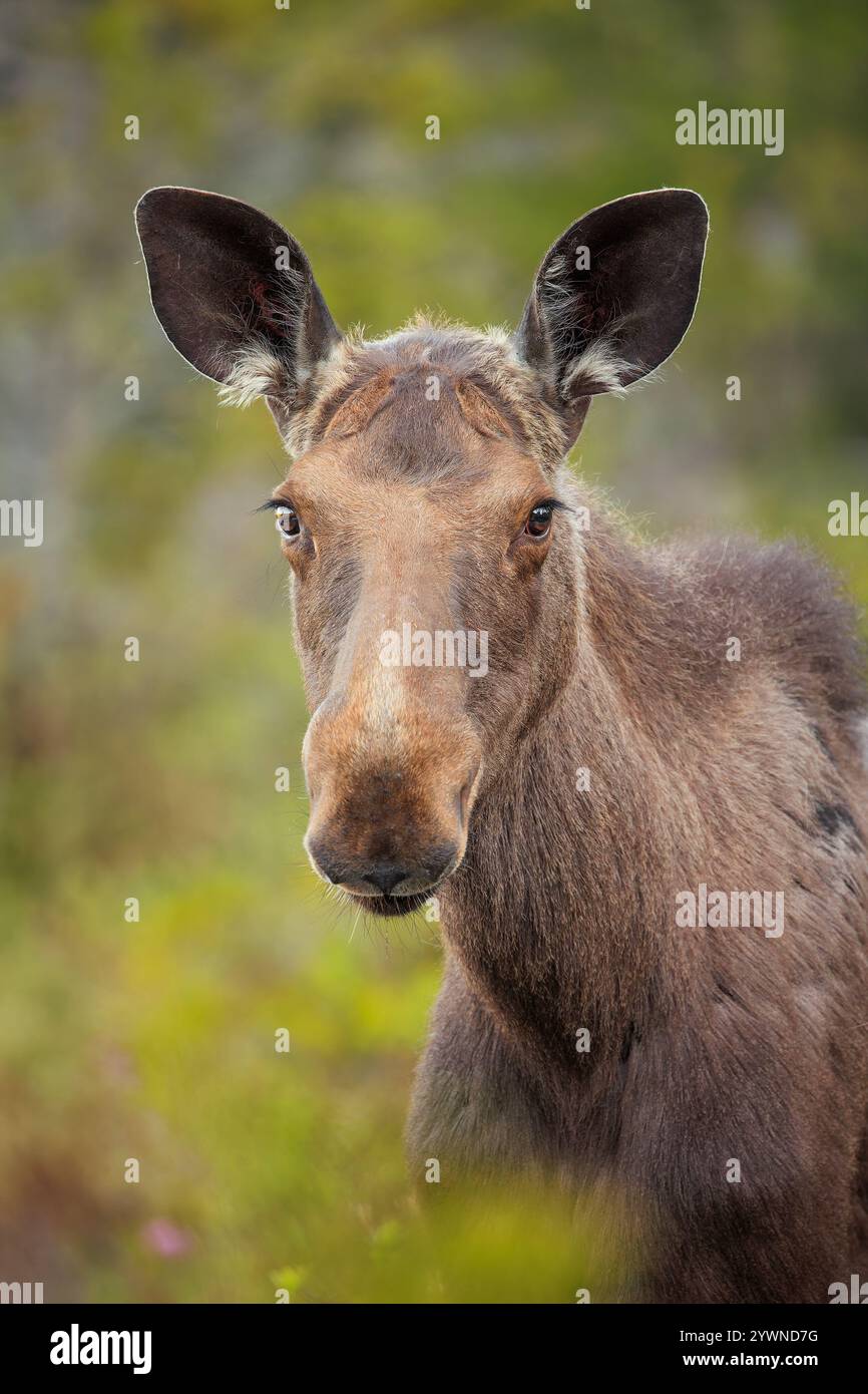 Bull and calf moose hi-res stock photography and images - Alamy