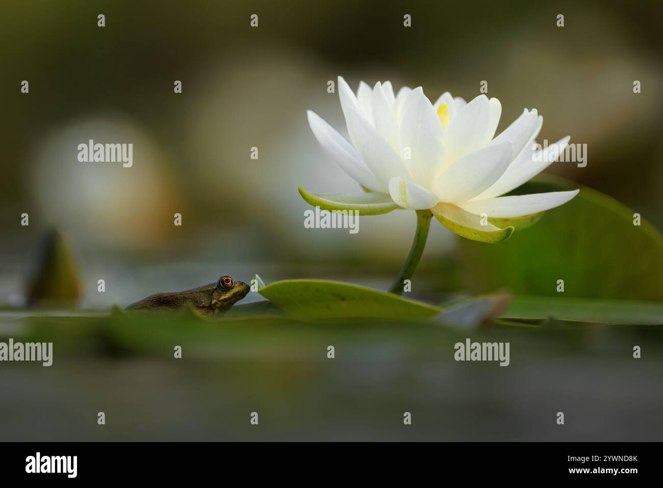 A small frog looks up at a giant water lily Stock Photo - Alamy