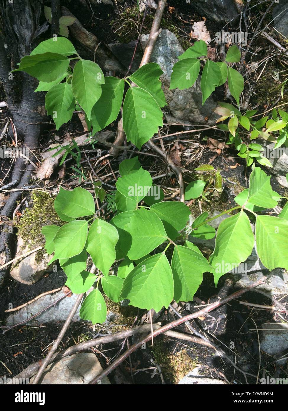 poison ivies and oaks (Toxicodendron Stock Photo - Alamy
