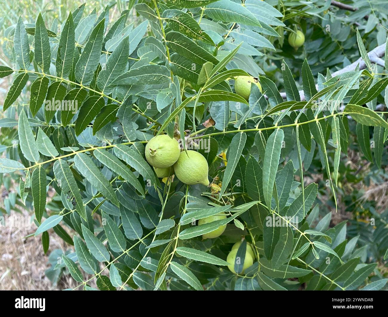 Southern California Walnut (Juglans californica Stock Photo - Alamy