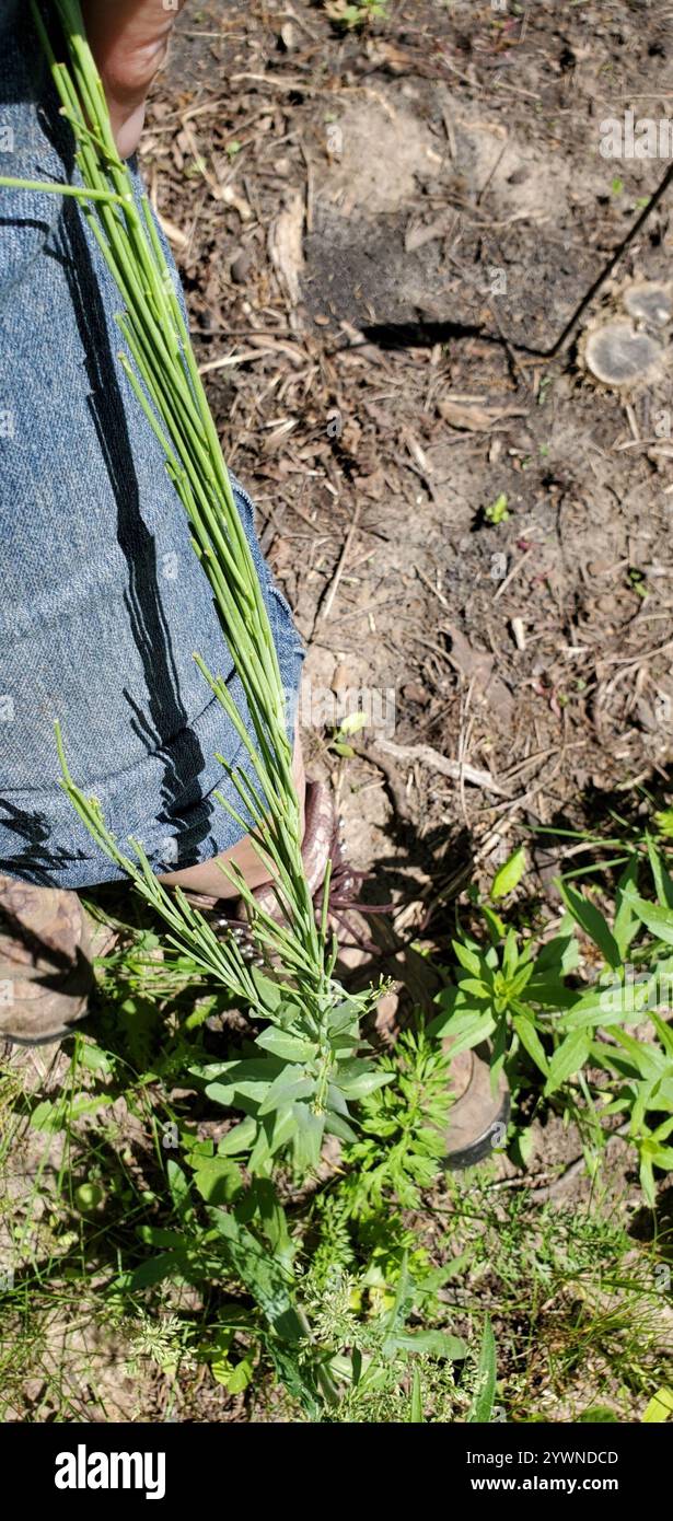 Tower Mustard (Turritis glabra Stock Photo - Alamy