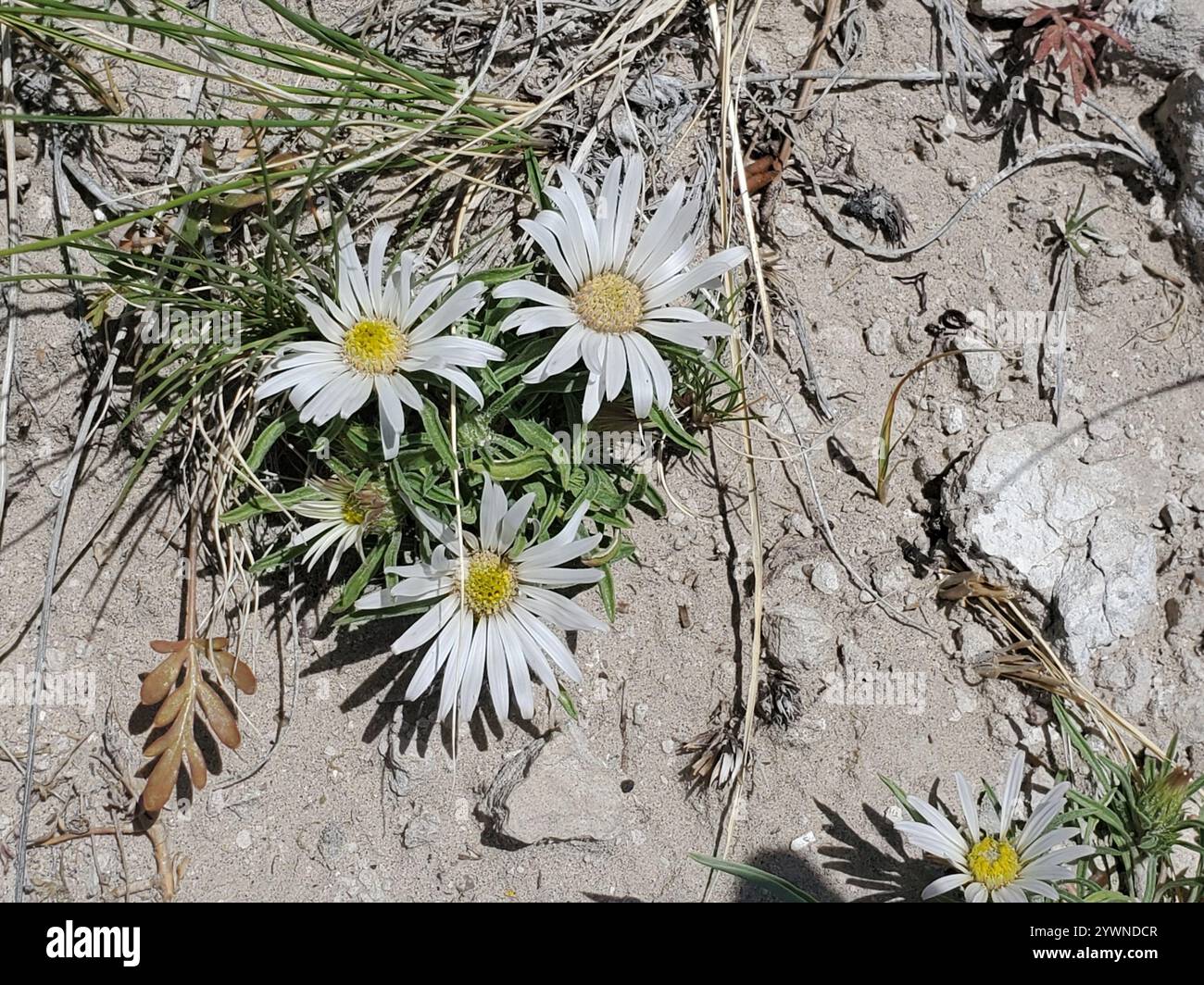 Largeflower Ground-Daisy (Townsendia grandiflora Stock Photo - Alamy