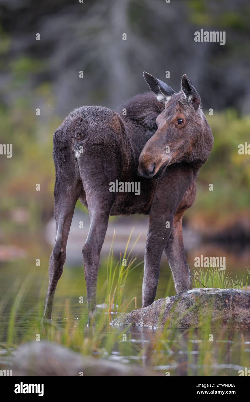 Bull and calf moose hi-res stock photography and images - Alamy