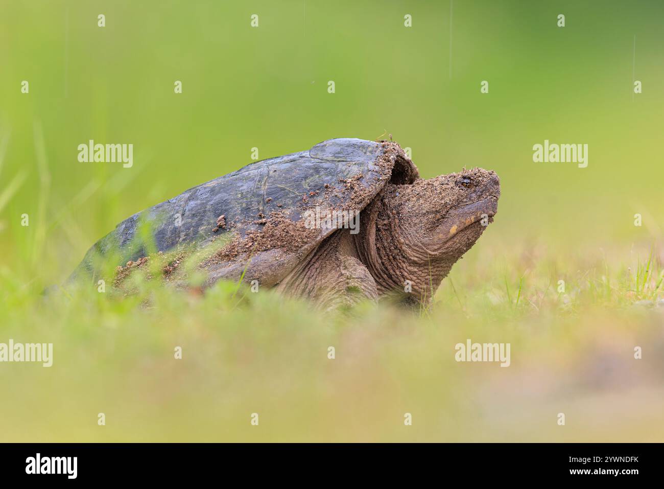 A close-up of a female Common Snapping Turtle during nesting season ...