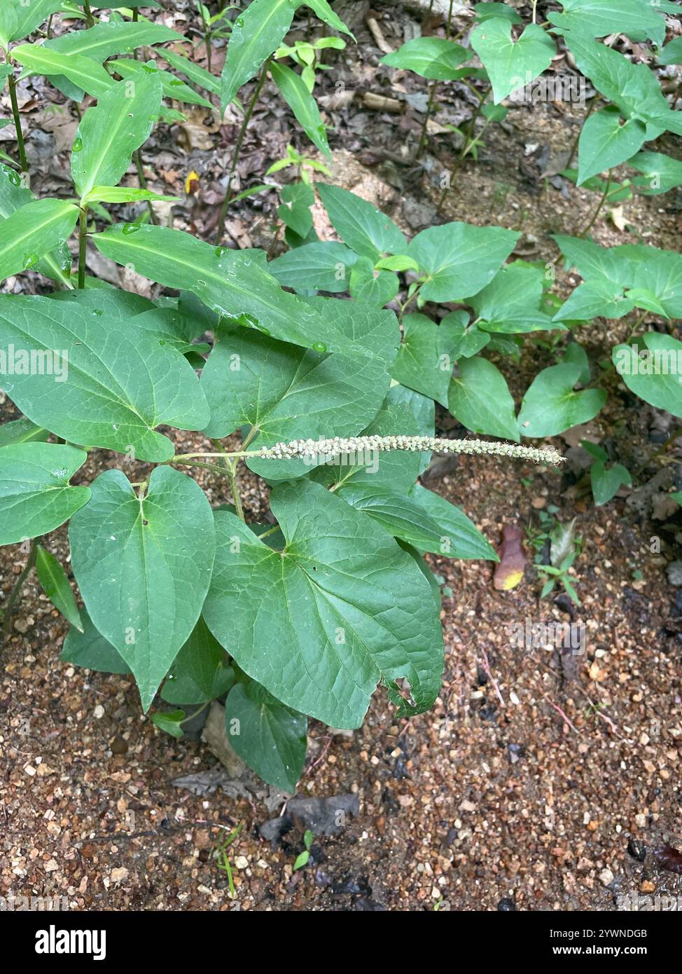 lizard's tail (Saururus cernuus Stock Photo - Alamy