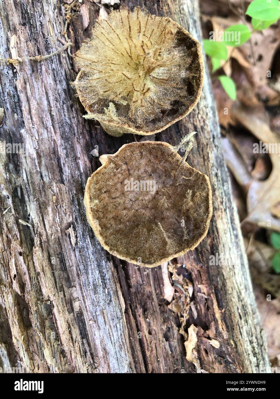 Spongy Oak Apple Gall Wasp (Amphibolips confluenta Stock Photo - Alamy