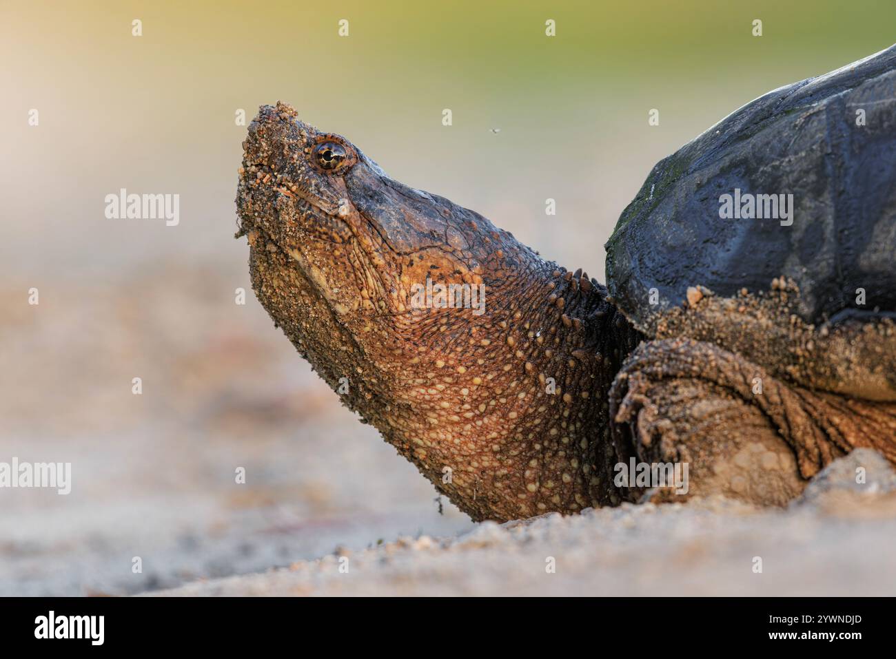 Snapping turtle close up wildlife hi-res stock photography and images ...