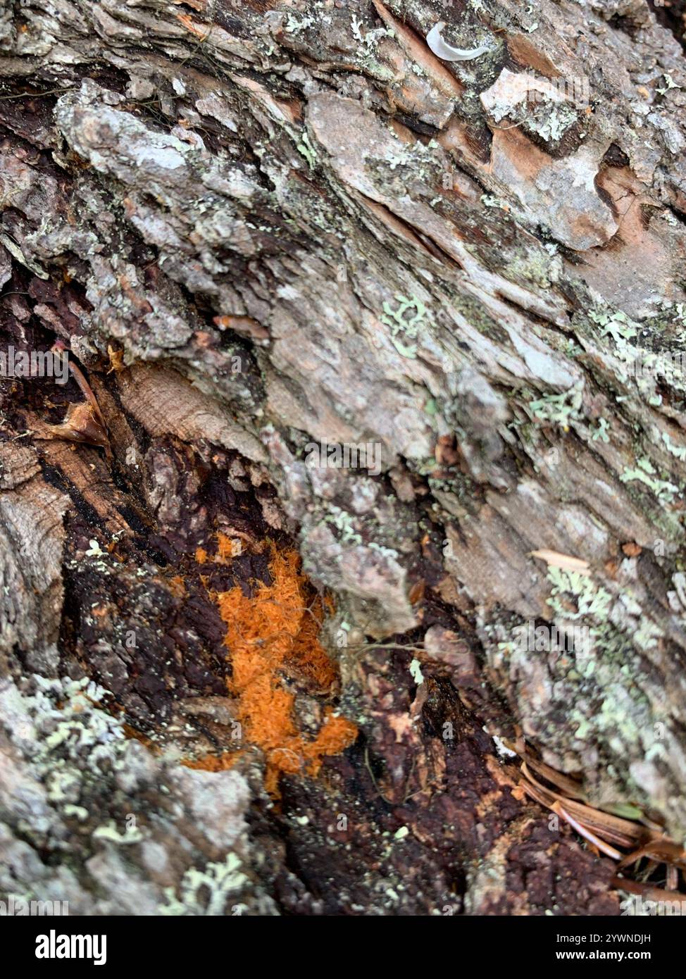 Douglas-fir Beetle (Dendroctonus pseudotsugae Stock Photo - Alamy