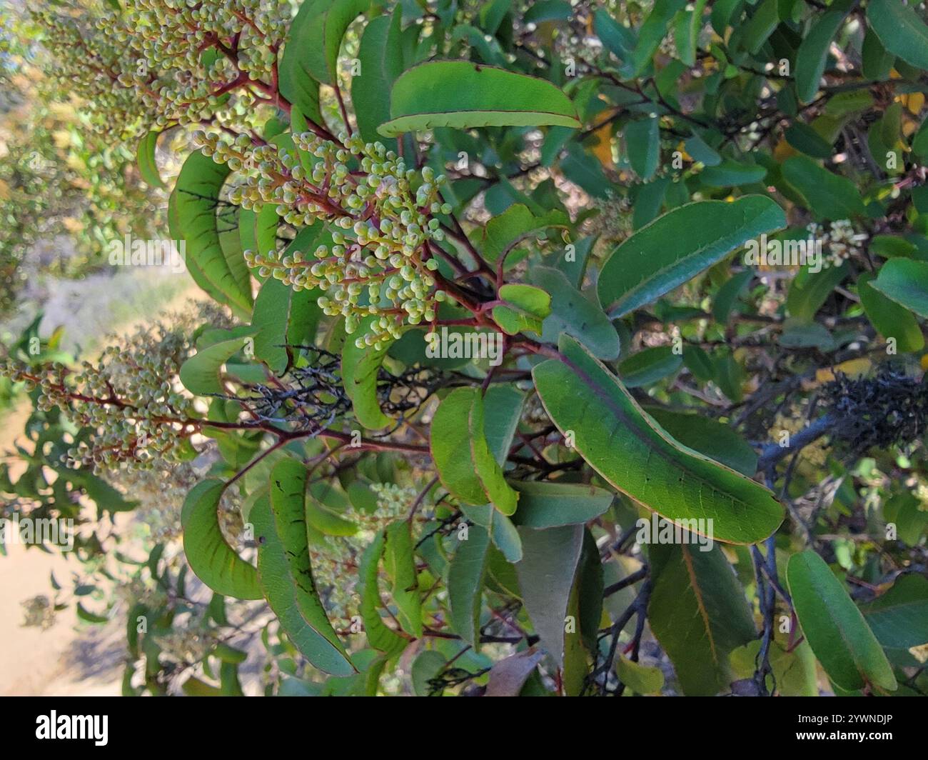 laurel sumac (Malosma laurina Stock Photo - Alamy