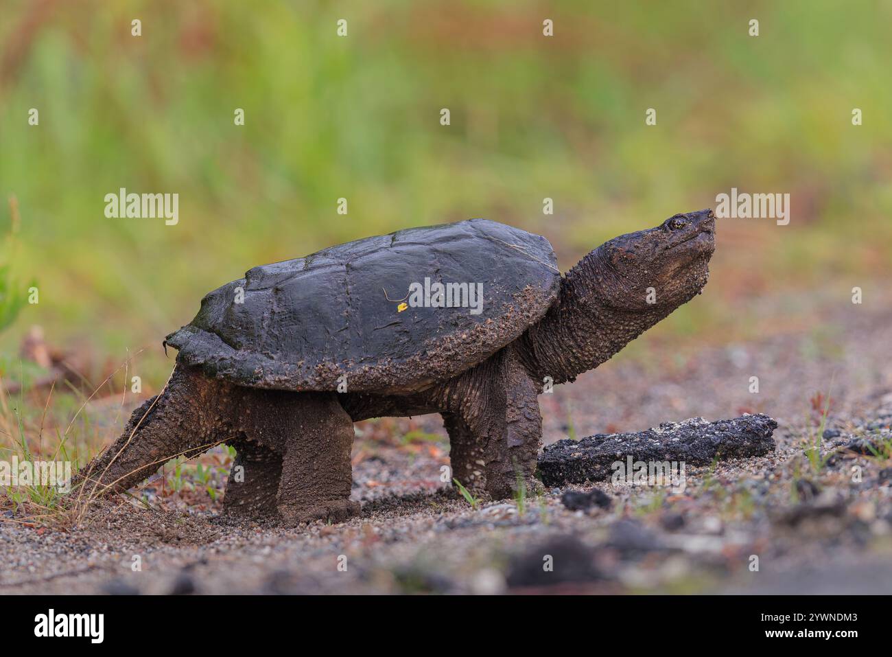 A close-up of a female Common Snapping Turtle during nesting season ...