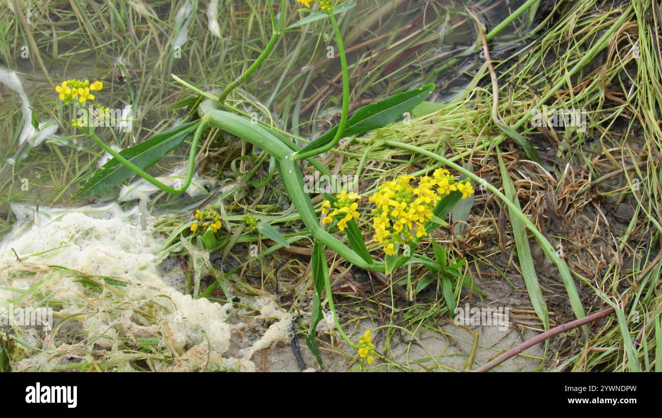 Amphibious Yellowcress (Rorippa amphibia Stock Photo - Alamy
