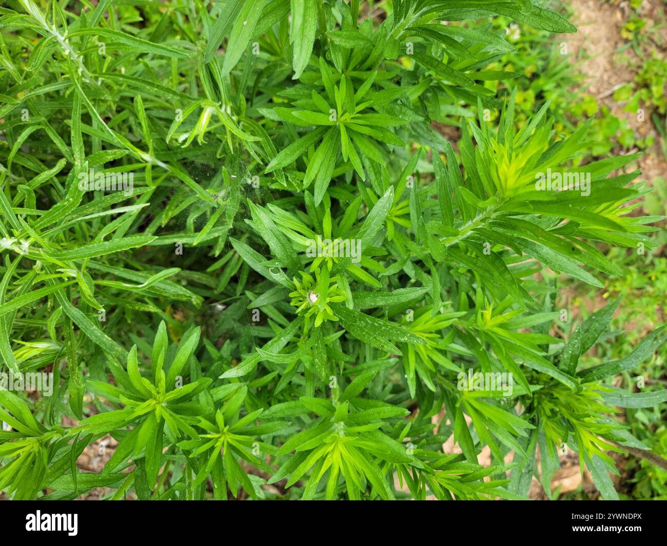 horseweed (Erigeron canadensis Stock Photo - Alamy